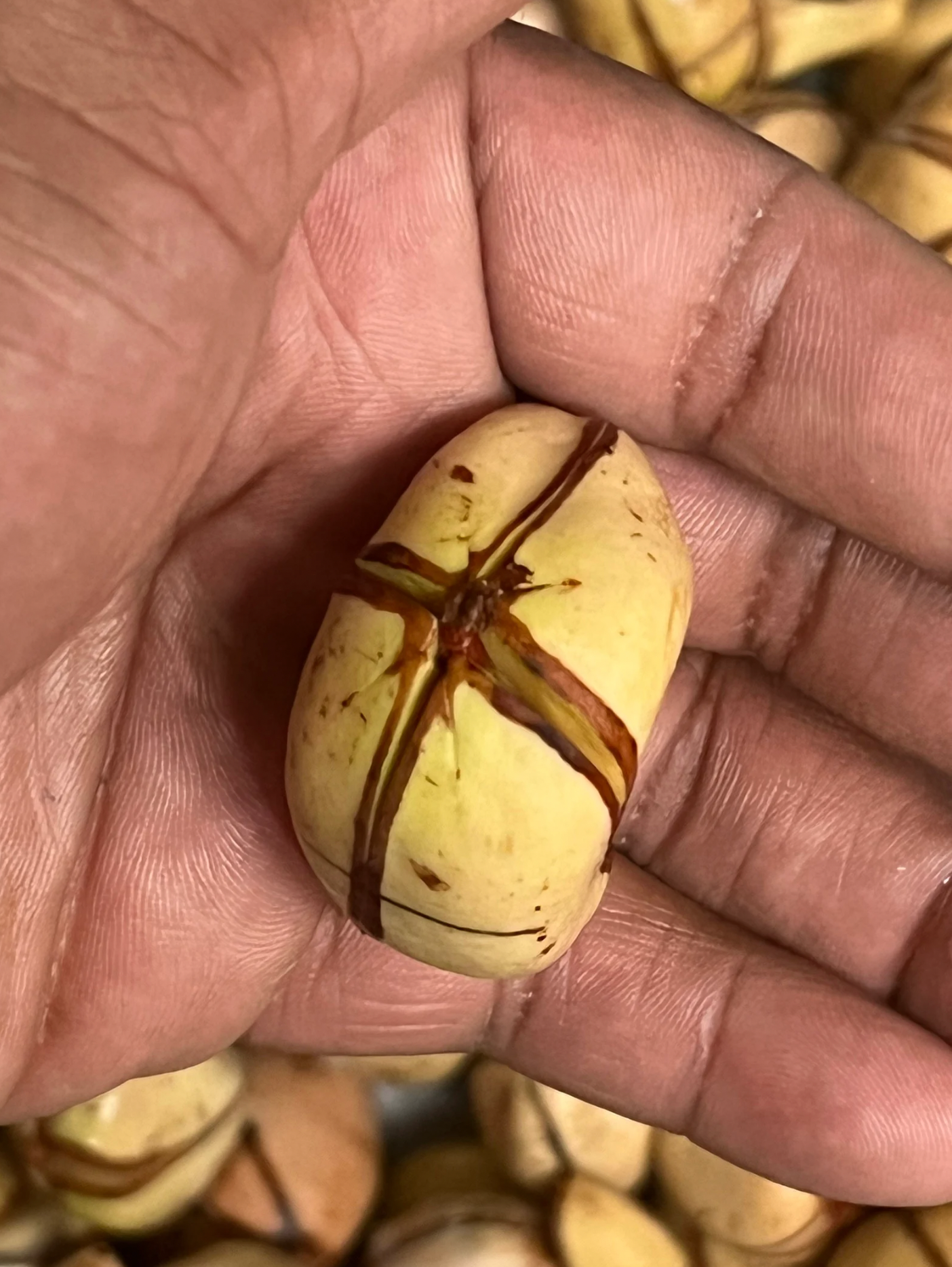 Nuts & Seeds | Obi | Obi Kola | White Kola Nut | Cola Acuminata [FREE ...