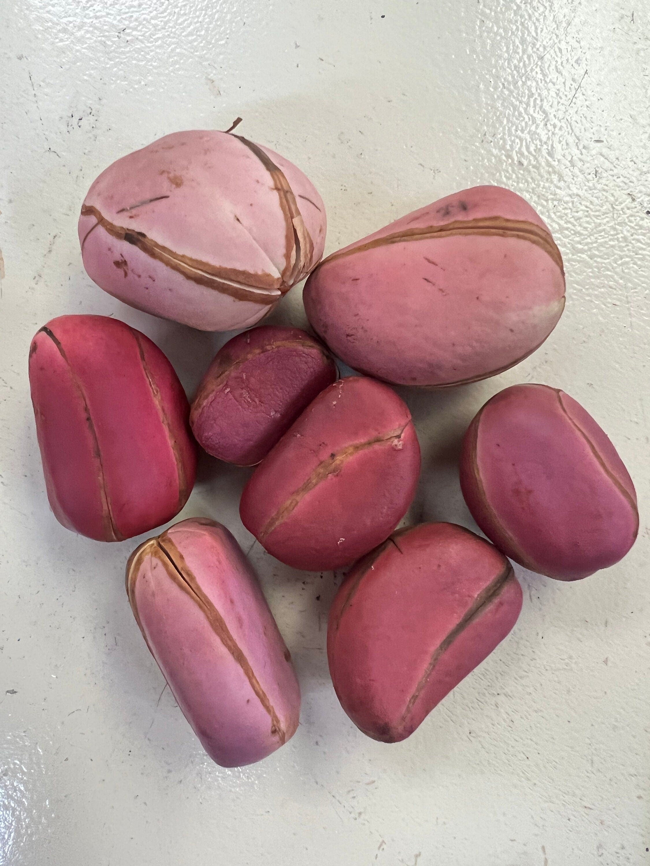 Nuts & Seeds | Obi | Obi Kola | Pink Kola Nut | Cola nitida [FREE SHIP ...